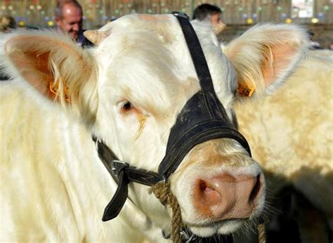 Première Vente Aux Enchères En Ligne Du Herd Book Charolais à Partir De