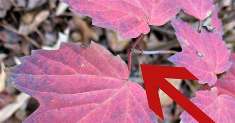 Using Georgia Native Plants Let Leaf Arrangement Lead The Way