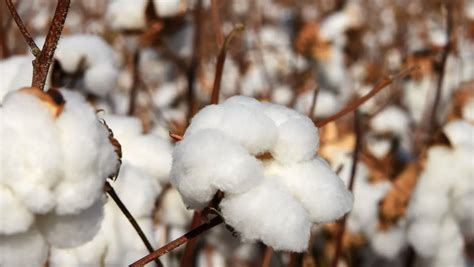 What is Pima Cotton? - Cottonbag