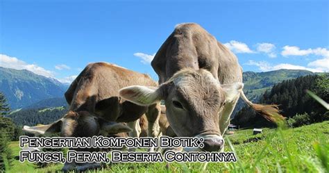 Komponen Biotik Pengertian Fungsi Peran Dan Contohnya ~ Ilmu Sekitar
