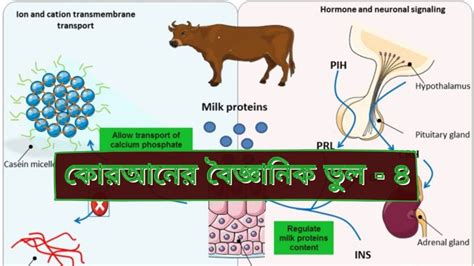 কোরআনের বৈজ্ঞানিক ভুল ৪