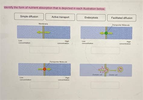 Solved Identify The Form Of Nutrient Absorption That Is