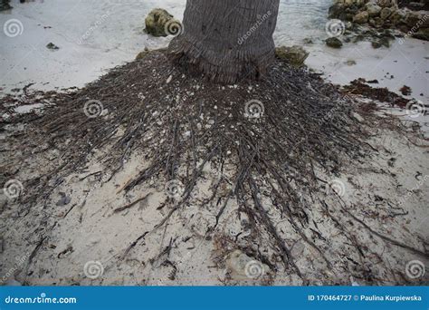 Caribbean Palm Tree Root System Stock Image Image Of Ixchel Blue
