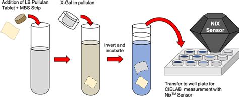 How Does A Colorimetric Assay Work At Kathleen Flores Blog