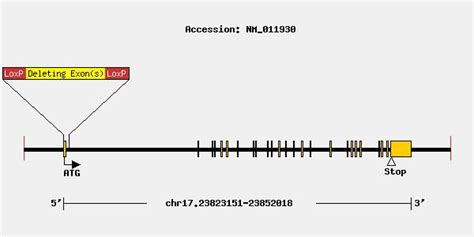 Clcn7 Taconic Biosciences