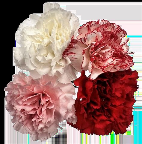 125 Carnations Assorted Wholesale Carnations Bulk Carnations Roses
