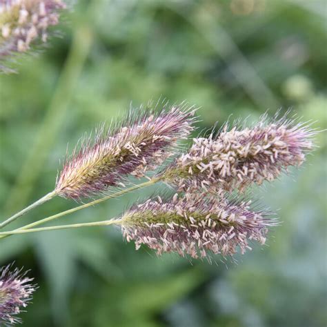 Pennisetum Thunbergii Red Buttons Sproutl