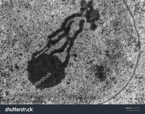 Transmission Electron Microscope Tem Micrograph Showing Stock Photo Shutterstock