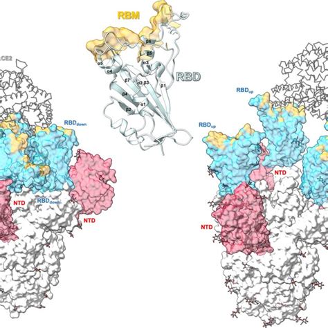 Schematic Representation Of The Homotrimeric S Structure The S Protein