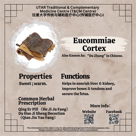 Eucommiae Cortex Hospital Utar