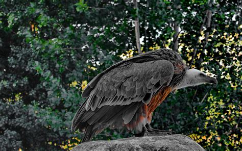 Majestic Vulture In Hd Natures Silent Guardian Wallpaper