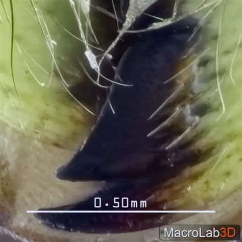 Inspecting Common Wasp Under Virtual Stereo Microscope See How Hairy