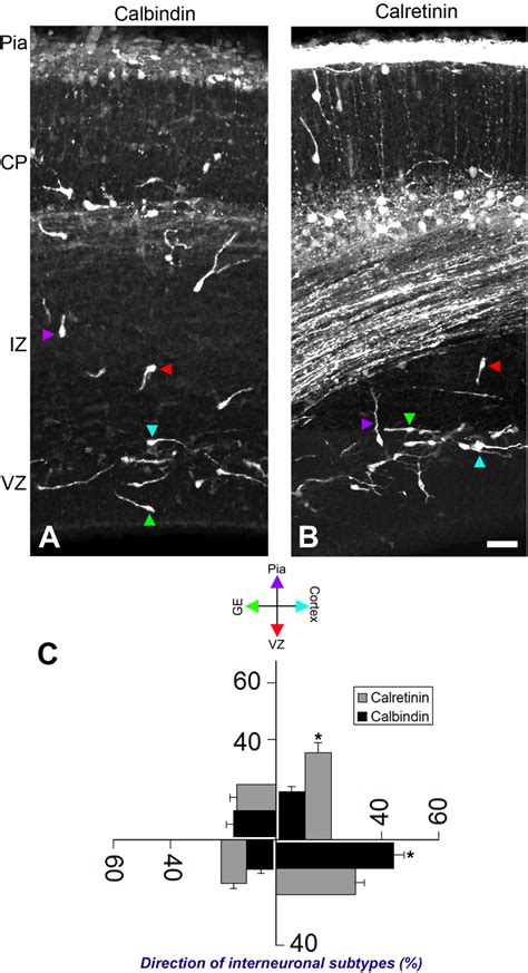 Migratory Dynamics Of Distinct Subsets Of Interneurons A B Download Scientific Diagram