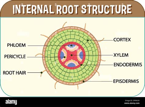 Internal Structure Of Root Diagram Illustration Stock Vector Image And Art Alamy