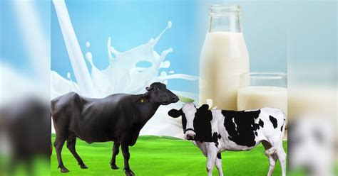 Cow Milk Vs Buffalo Milk Know Which Milk Is Good For Health Buffalo