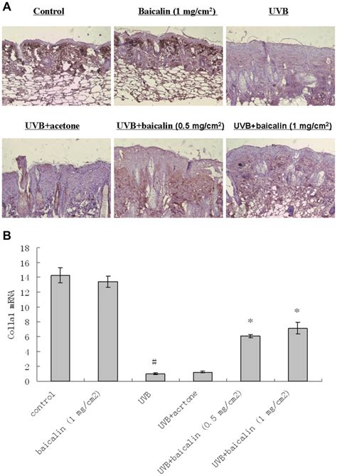 The Protective Effect Of Baicalin Against Uvb Irradiation Induced