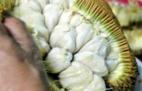 Marang Season All Tausug