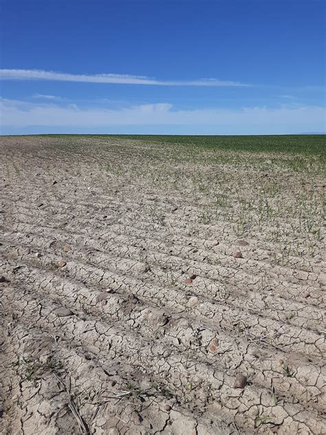 Historic Drought In West Brings Plague Of Grasshoppers
