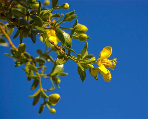 Creosote Bush Larrea Tridentanta 100 Seeds Usa Company