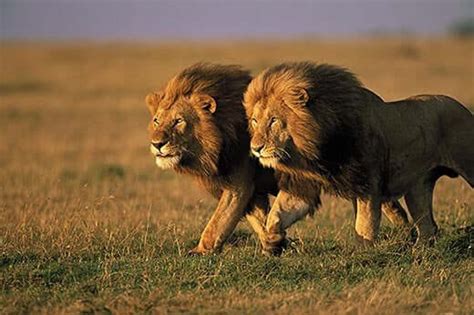 How Do Lions Get Energy • Support Wild