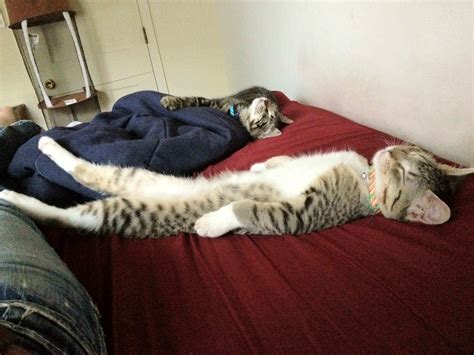 Funny Cats And Cute Kittens Sleeping In Weird Positions Best Cat