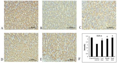 The Gastroprotective Effects Of Anisomeles Indica Against Ethanol