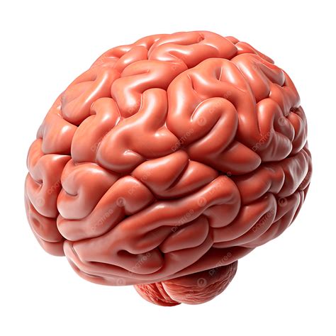 3d Rendered Human Brain Medical Illustration Clipart Human Brain