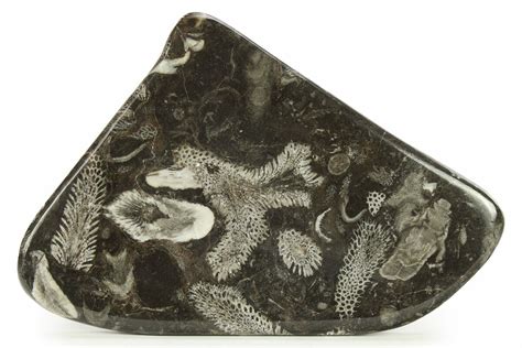 8 55 Polished Devonian Fossil Coral And Bryozoan Plate Morocco