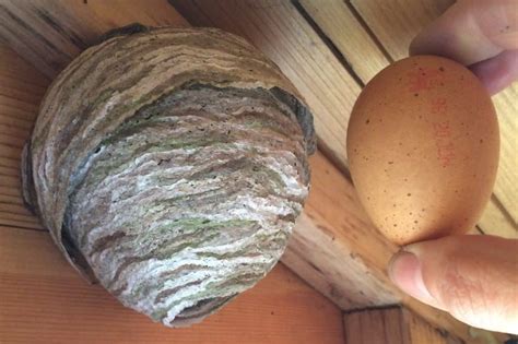 The Construction Of A Wasp Nest Andy Law Pest Control