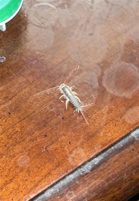 What Is This Bug Houston Texas Rwhatsthisbug