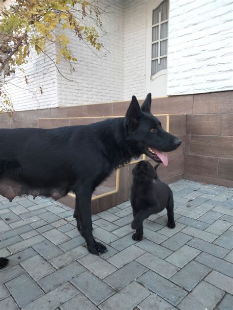 Чистокровные щенки немецкой овчарки