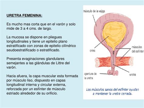 Ppt Aparato Urinario Powerpoint Presentation Free Download Id 5369282