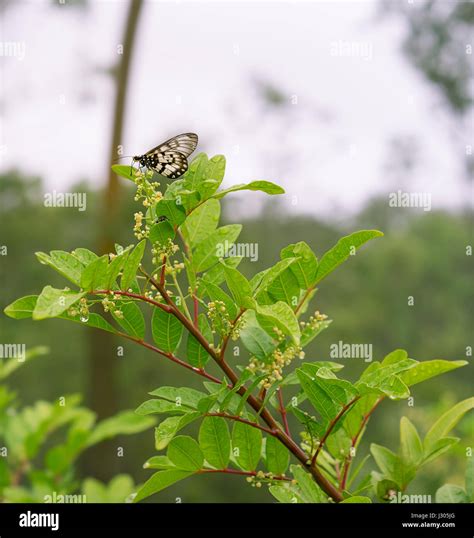 Australian Glasswing Butterfly On Flower Of Broad Leaf Pepper Tree Schinus Terebinthifolius In