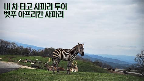 벳푸 아프리칸 사파리 내차타고 사파리투어 정글버스 Youtube