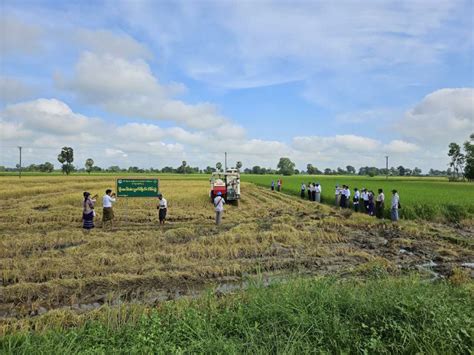 အုတ်တွင်းမြို့နယ်၌ မိုးစပါးစံကွက်ရိတ်သိမ်းခြင်း၊ ပိုက်ဆံလျှော်မျိုးစေ့န