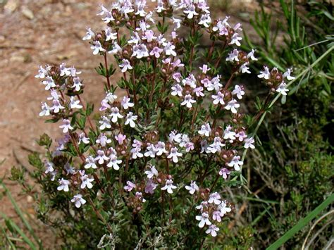 What Are Honey Plants