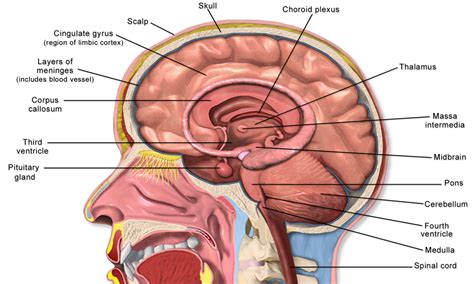 Blausen Anatomy Of The Brain Lateral View English Labels