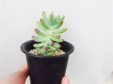 多肉植物の増やし方。｢葉挿し｣と｢挿し木｣のコツ Lovegreenラブグリーン 多肉植物 多肉植物 葉挿し 挿し木