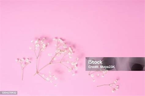 ดอกยิปโซบนพื้นหลังกระดาษสีชมพู ภาพสต็อก ดาวน์โหลดรูปภาพตอนนี้ ยิปโซ