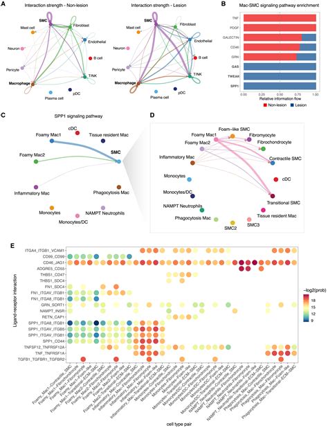 Integrative Single Cell Meta Analysis Reveals Disease Relevant Vascular Cell States And Markers