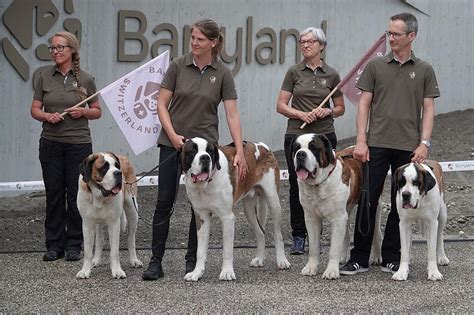 Bernhardiner Und Schnapsfass Stiftung Barryland Klärt Auf Stimmede