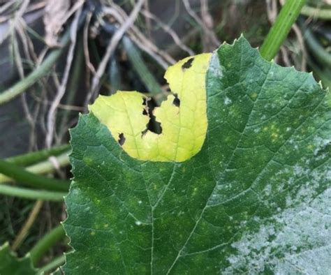 What Is It Wednesday Squash Beetle Trenching Home And Garden