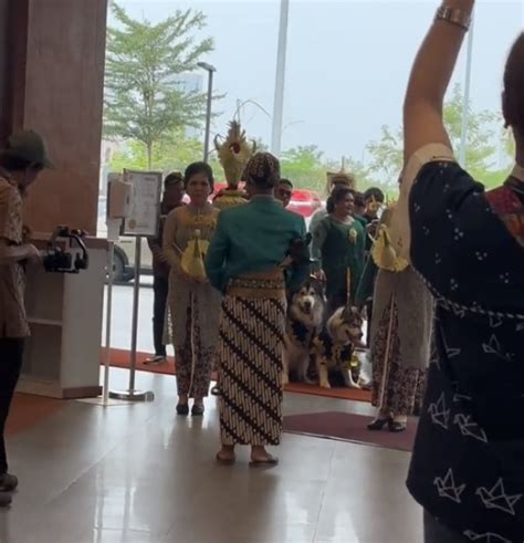 Pesta Pernikahan Anjing Dengan Sentuhan Adat Jawa Viral Di Tiktok Ini
