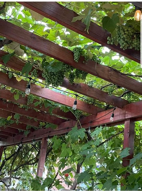 Discover 900 Vegetable Garden Structures And Gear And Potager Garden