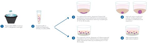 Cell Matrix Guide For Bme Applications Bio Techne