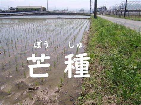 二十四節気「芒種 ぼうしゅ」 65～620頃 筑紫の国から『花つくし日記』