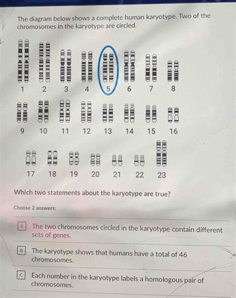 Solved The Diagram Below Shows A Complete Human Karyotype Two Of The Chromosomes In The