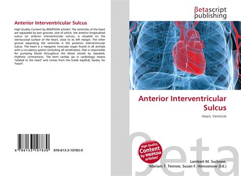 Anterior Interventricular Sulcus 978 613 3 10783 0 6133107839
