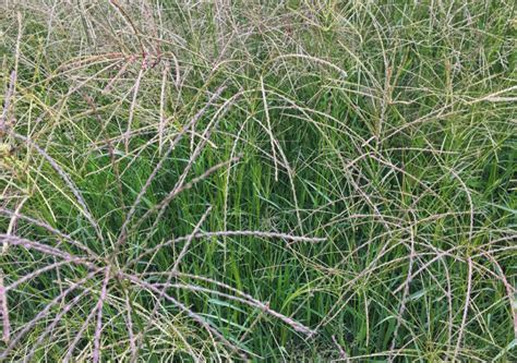 Subtropical Grasses