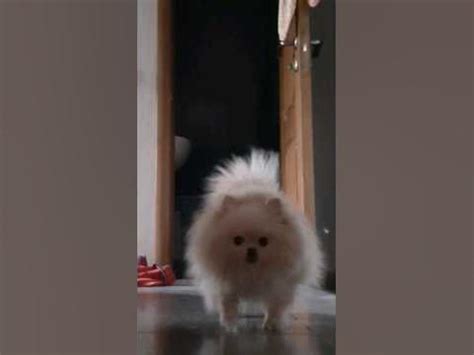 воробей :3 - YouTube